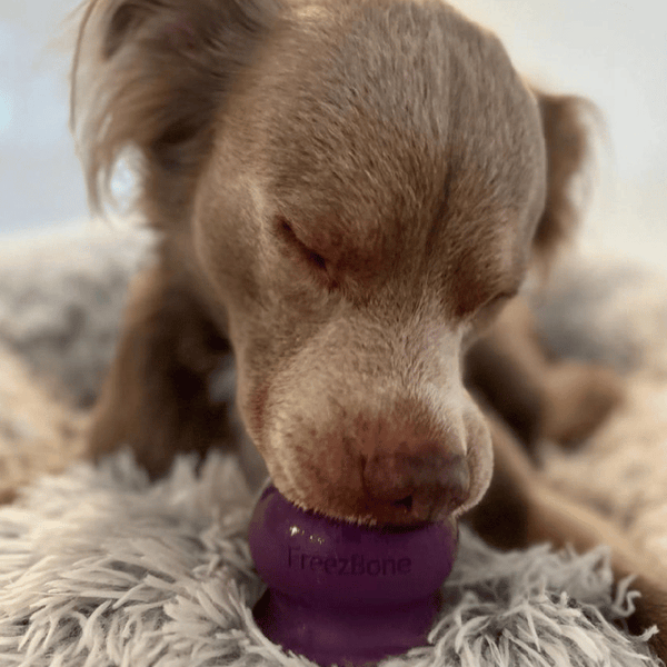 Freezball: The Chew and Fill Toy for a Zen Dog - Sherbrooke Canin